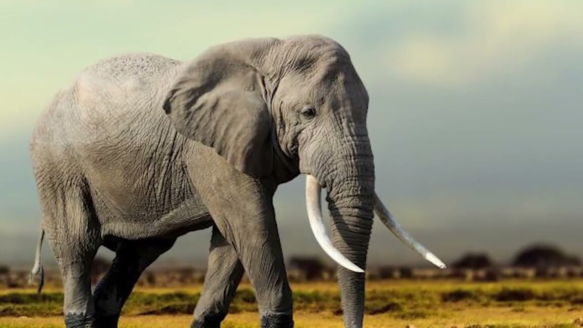 Africa Unite! → Goge Africa